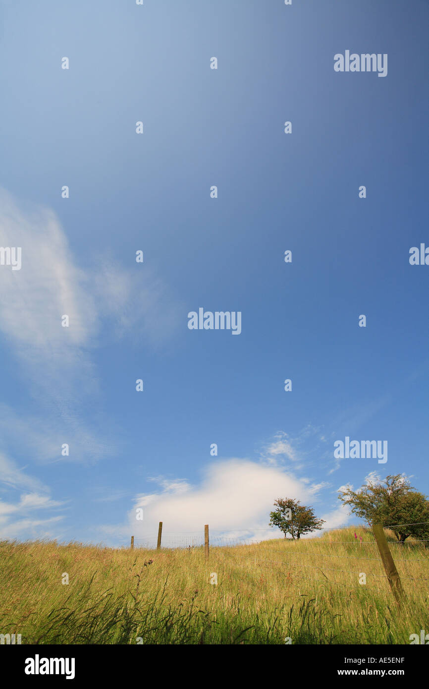 Yellow grass in wind, Farm land in Snowdonia National Park, North wales ...