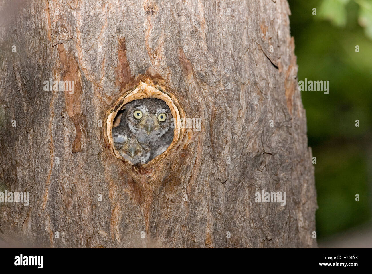 Elf Owl Micrathene whitneyi Elgin ARIZONA United States 20 July ...