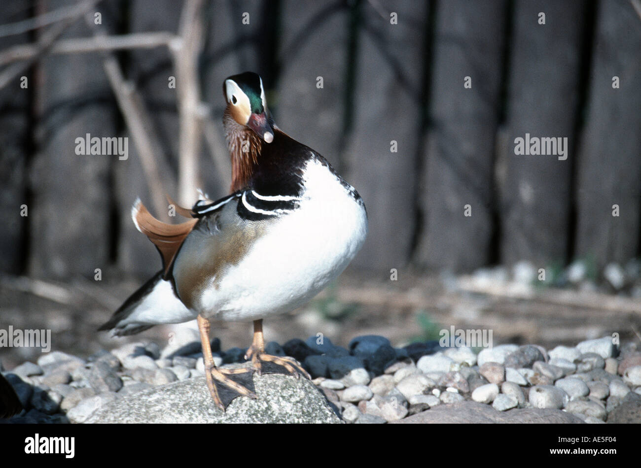wild boar duck,duck, wild duck,bird, birds,the wild boar the duck,duck ...