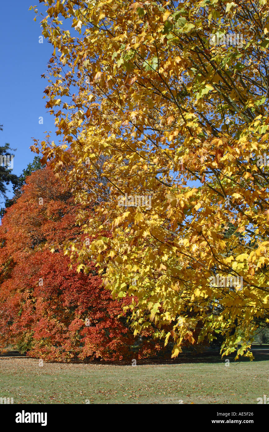 Brilliant colors deciduous tree hi-res stock photography and images - Alamy