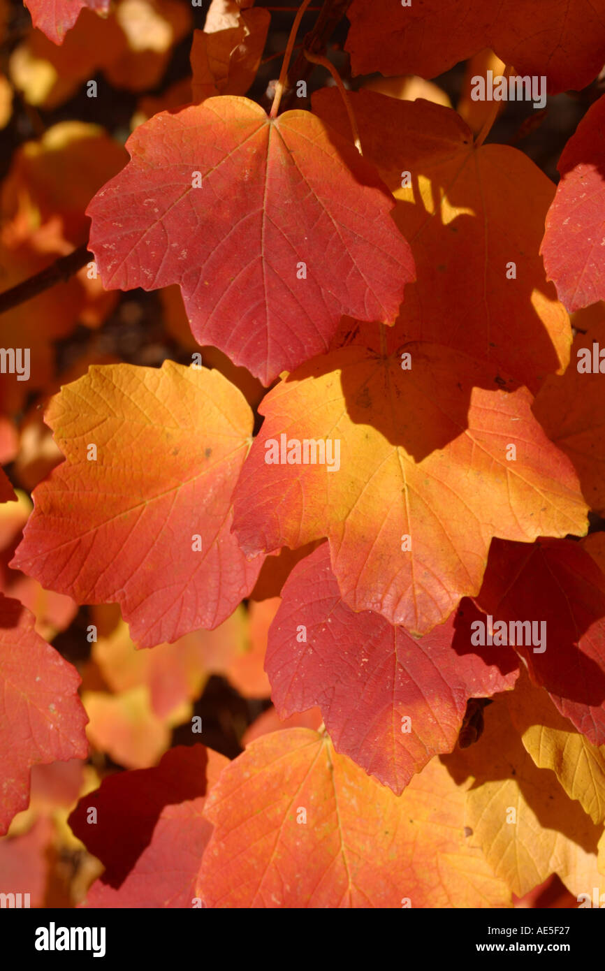 Changing colour of autumn leaves hi-res stock photography and images ...