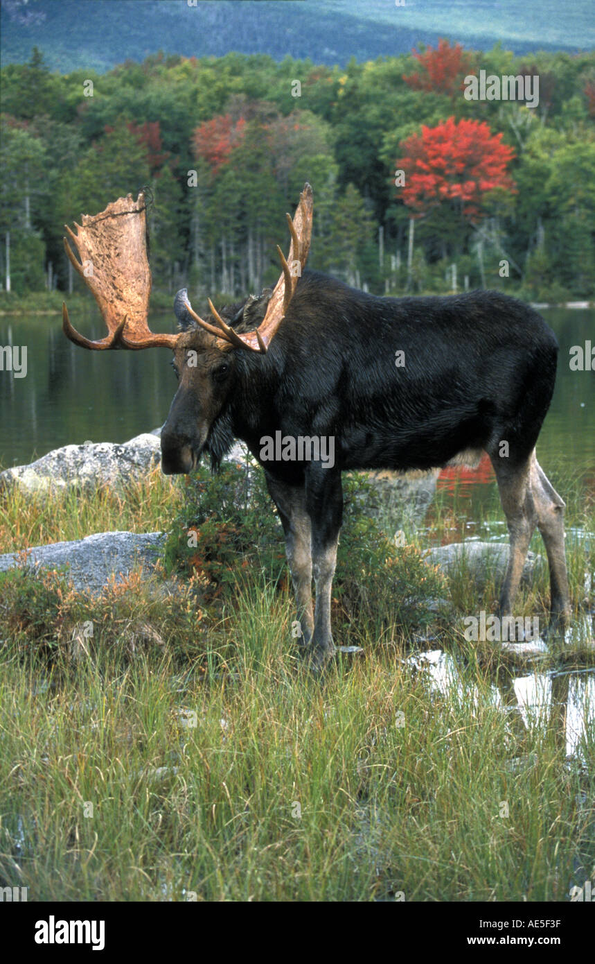 Bull Moose During Rut Alces alces Sand Trail Baxter State Park MAINE ...