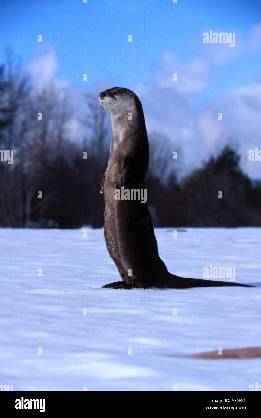 River Otter Standing Frozen River Lutra Canadensis BLM Property MONTANA ...