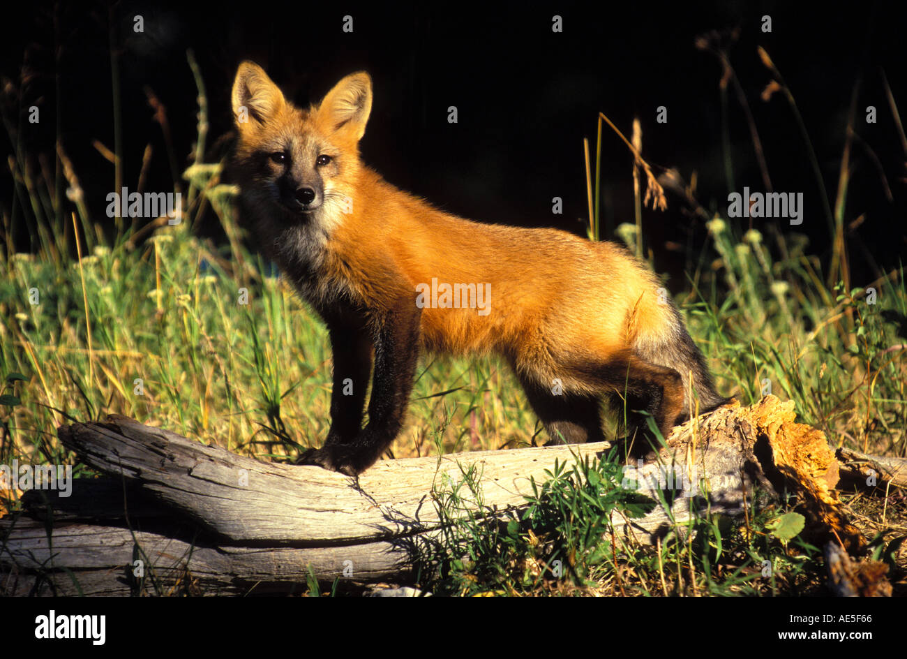 Red Fox on Log Vulpes fulva BLM Property Near Glacier National Park ...