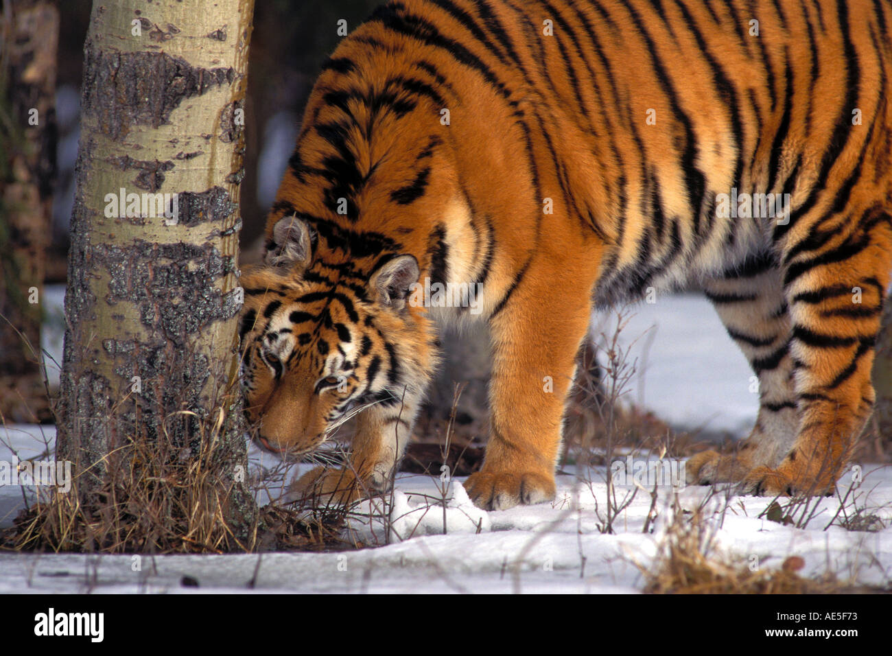 Siberian Tiger Checks Marked Tree Panthera tigeris Threatened Species ...