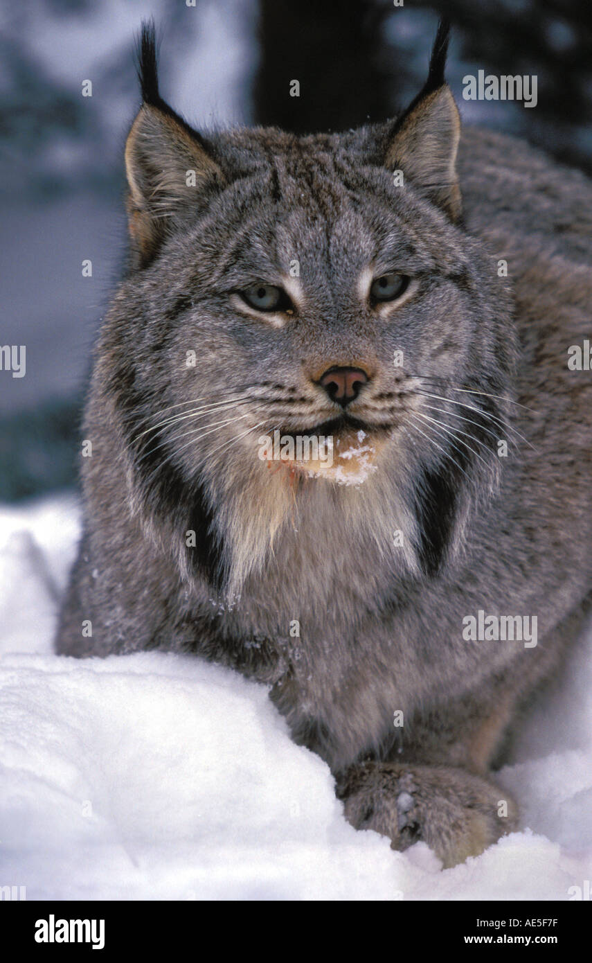 Canada lynx lynx canadensis portrait hi-res stock photography and ...