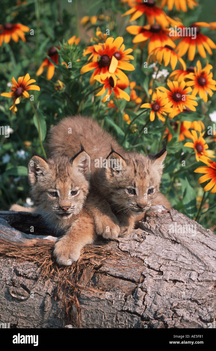 Canada Lynx Kits on Log Lynx Canadensis Private Property MINNESOTA ...