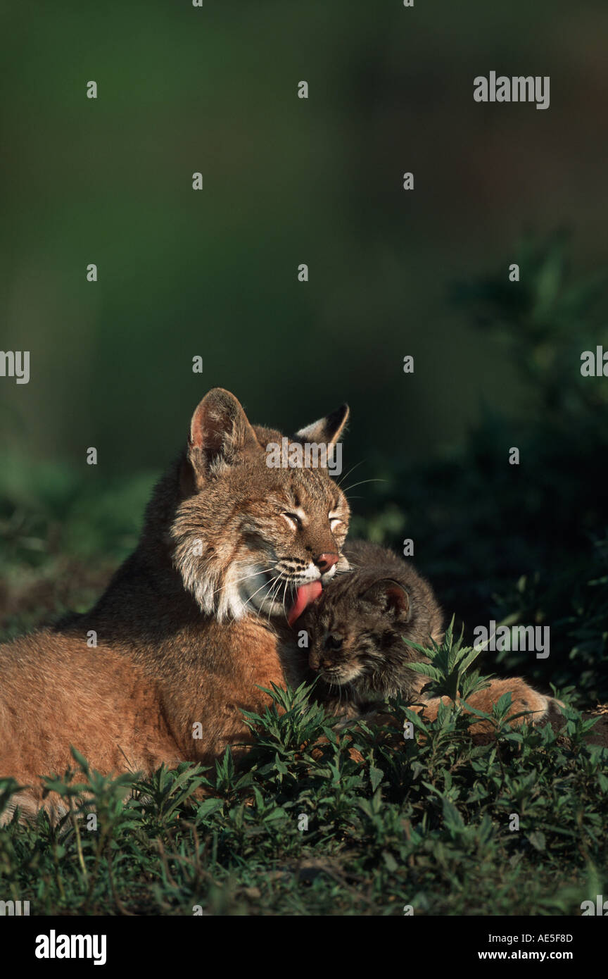 Mother Bobcat Grooming Kit Lynx rufus Beaver Pond MINNESOTA Stock Photo ...