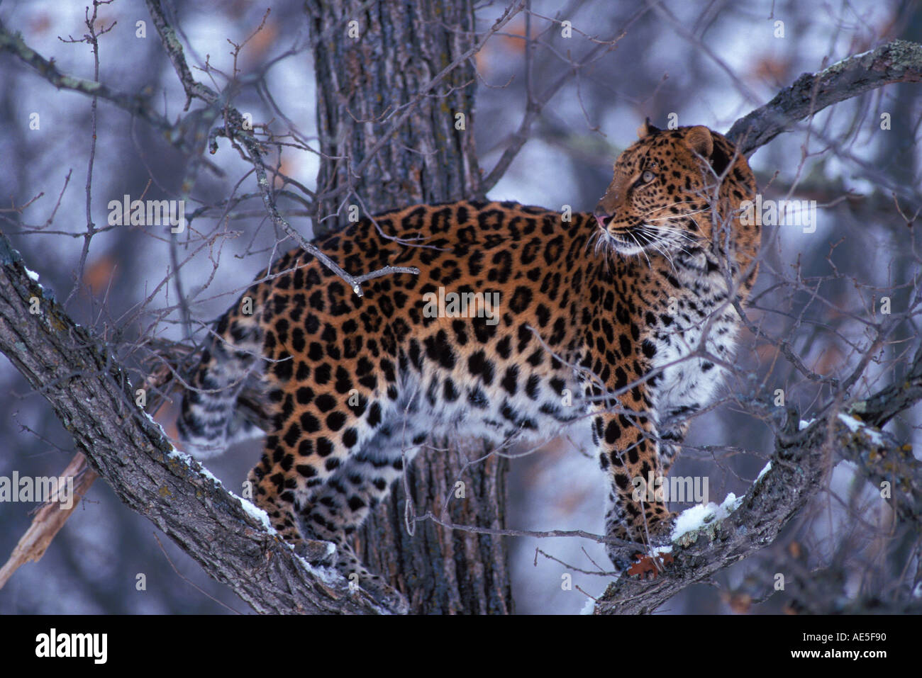 Amur Leopard in Tree Panthera pardus Private Property North Shore ...