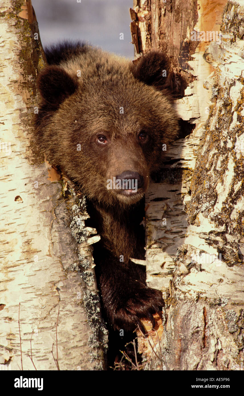 Grizzly Bear with Head Stuck in Tree Ursus horribilis BLM Property ...