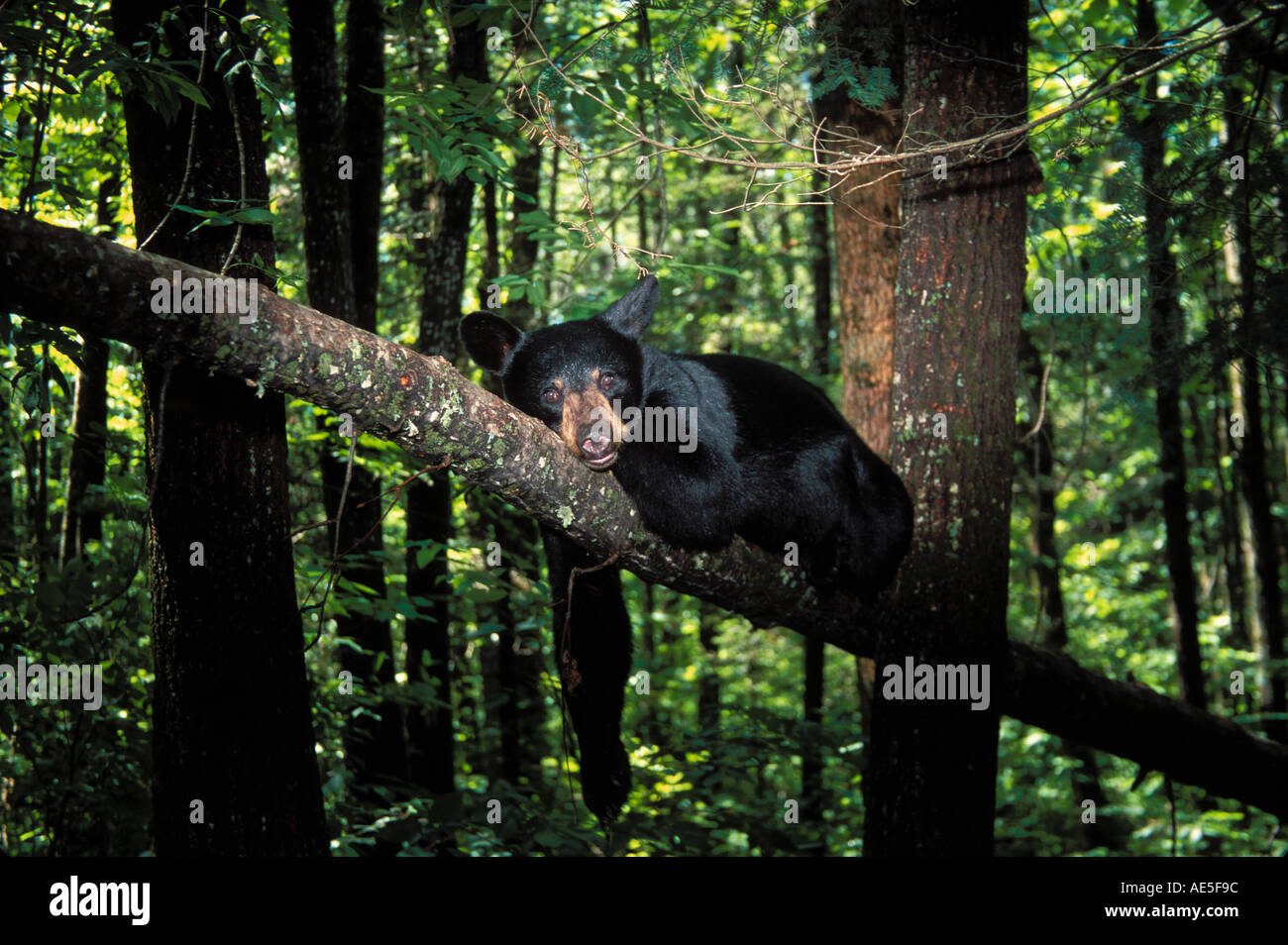 Black Bear Napping on Tree Limb Ursus americanus Orr MINNESOTA Stock ...