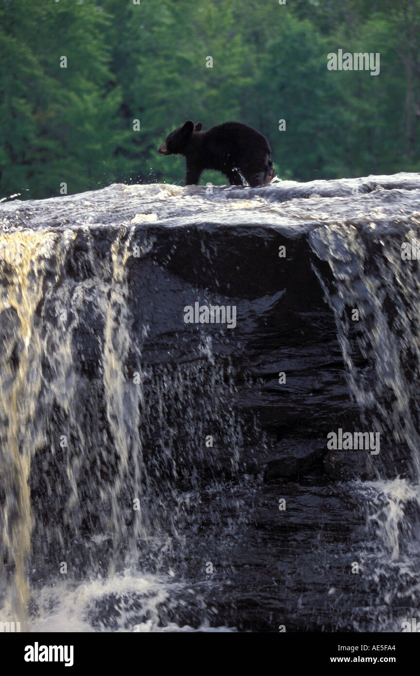 Black Bear Cub at Falls Ursus americanus State Property MINNESOTA Stock ...