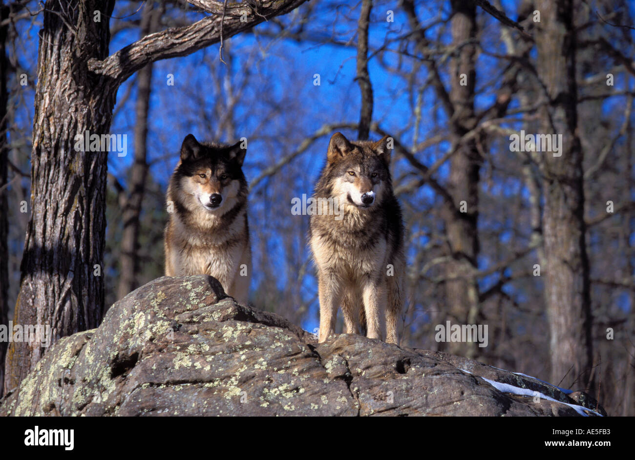 Two wolves canis lupus standing on rock hi-res stock photography and ...