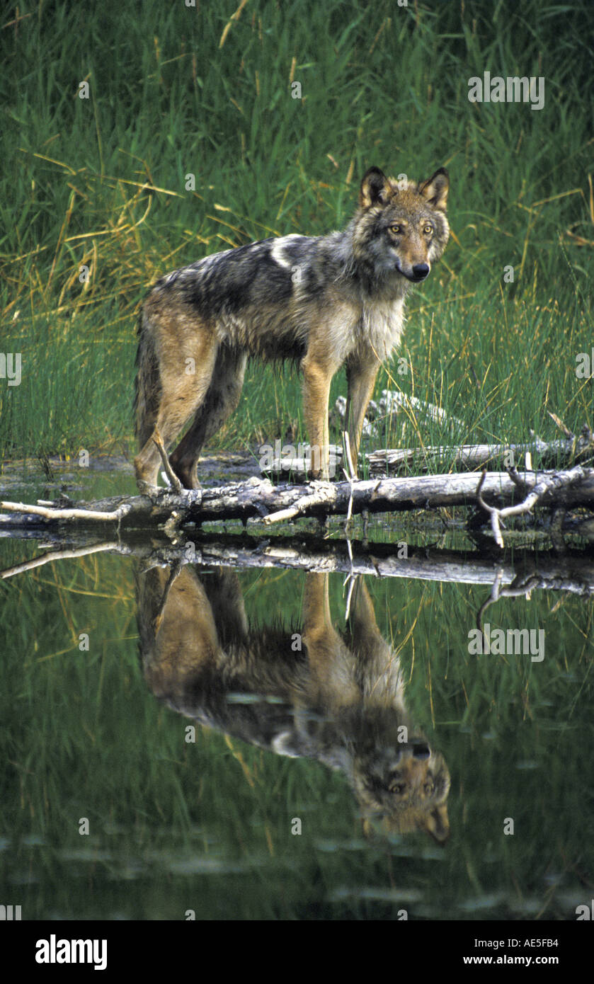 Timber Wolf on Log Canis lupus Beaver Pond MONTANA Stock Photo - Alamy