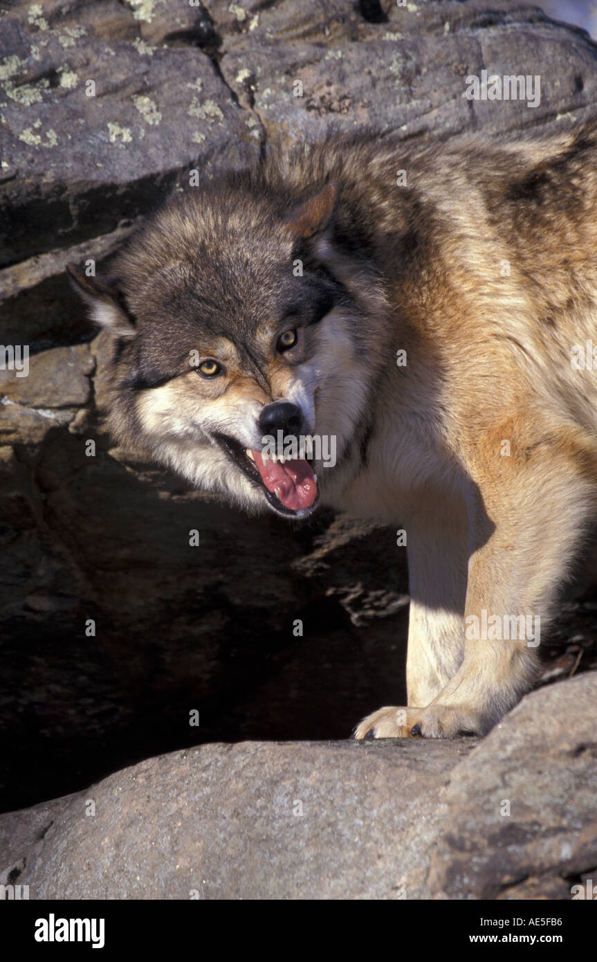 Timber Wolf Snarling on Rock Ledge Canis lupus Northern MINNESOTA Stock ...