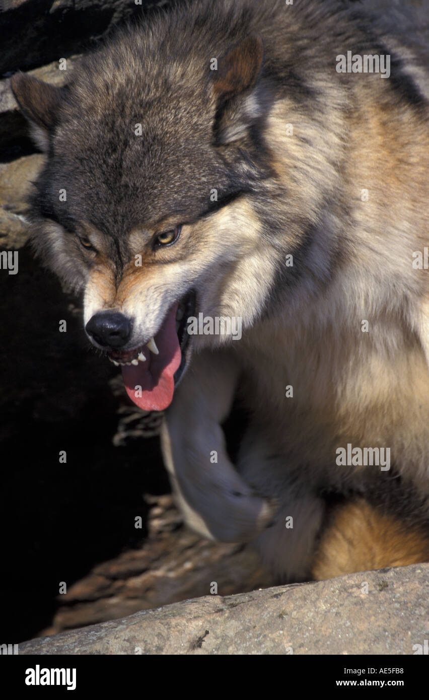 Snarling wolf hi-res stock photography and images - Alamy