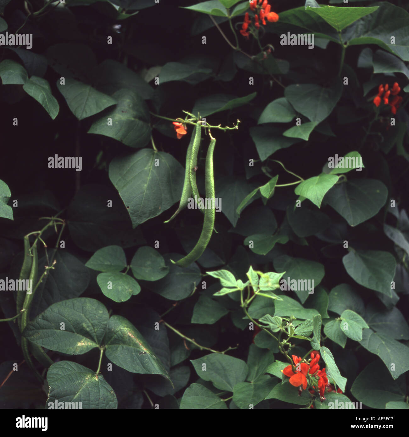 Runner beans growing feeding hi-res stock photography and images - Alamy