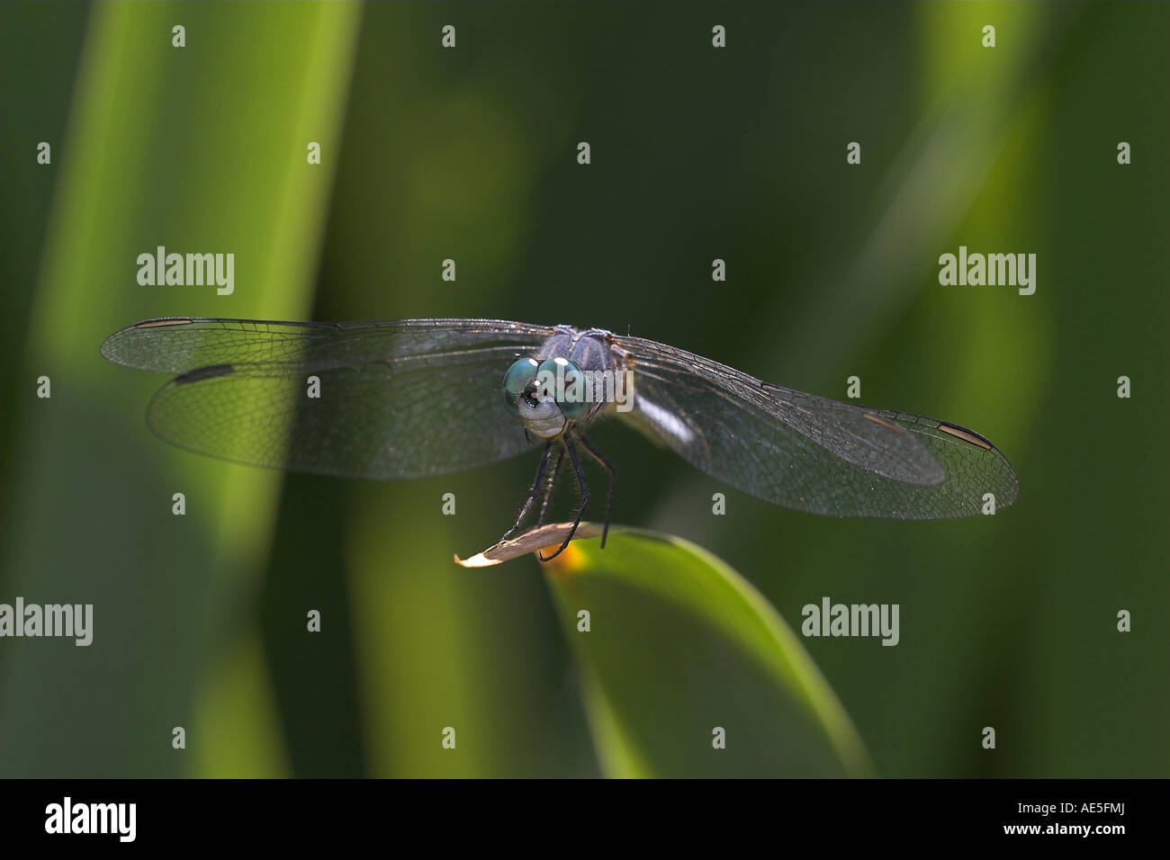 Blue skimmer hi-res stock photography and images - Alamy