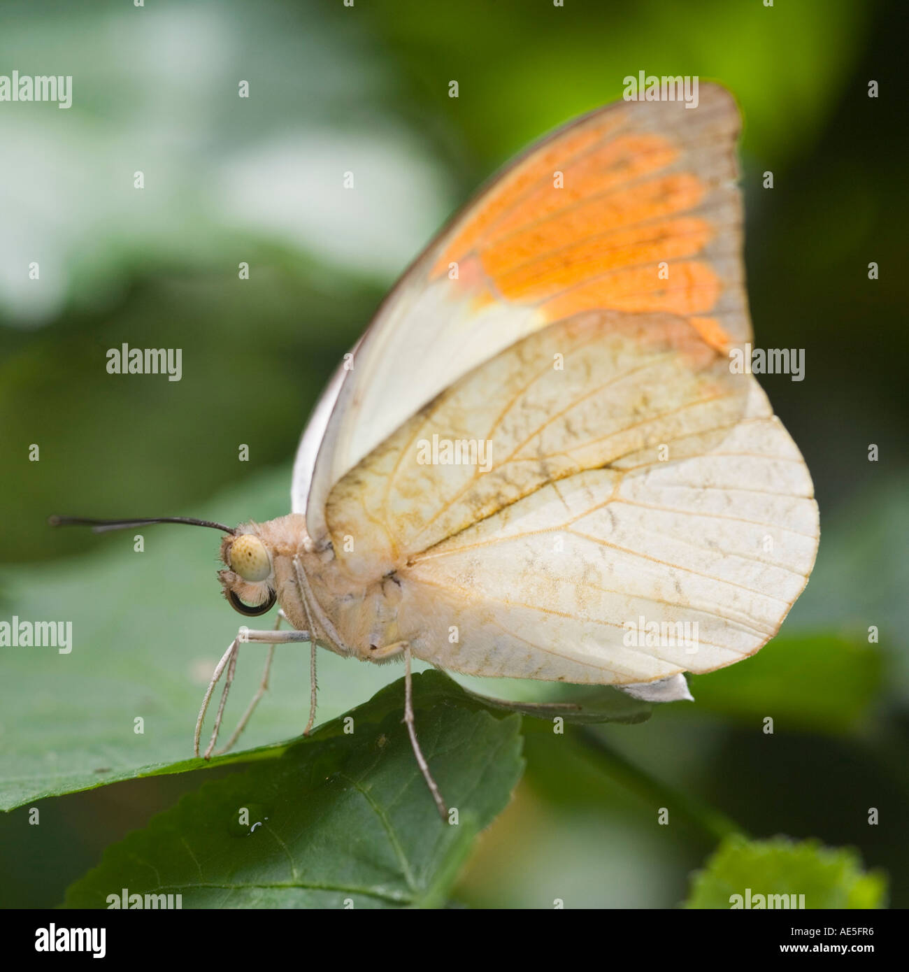 Hebomoia glaucippe butterfly hi-res stock photography and images - Alamy