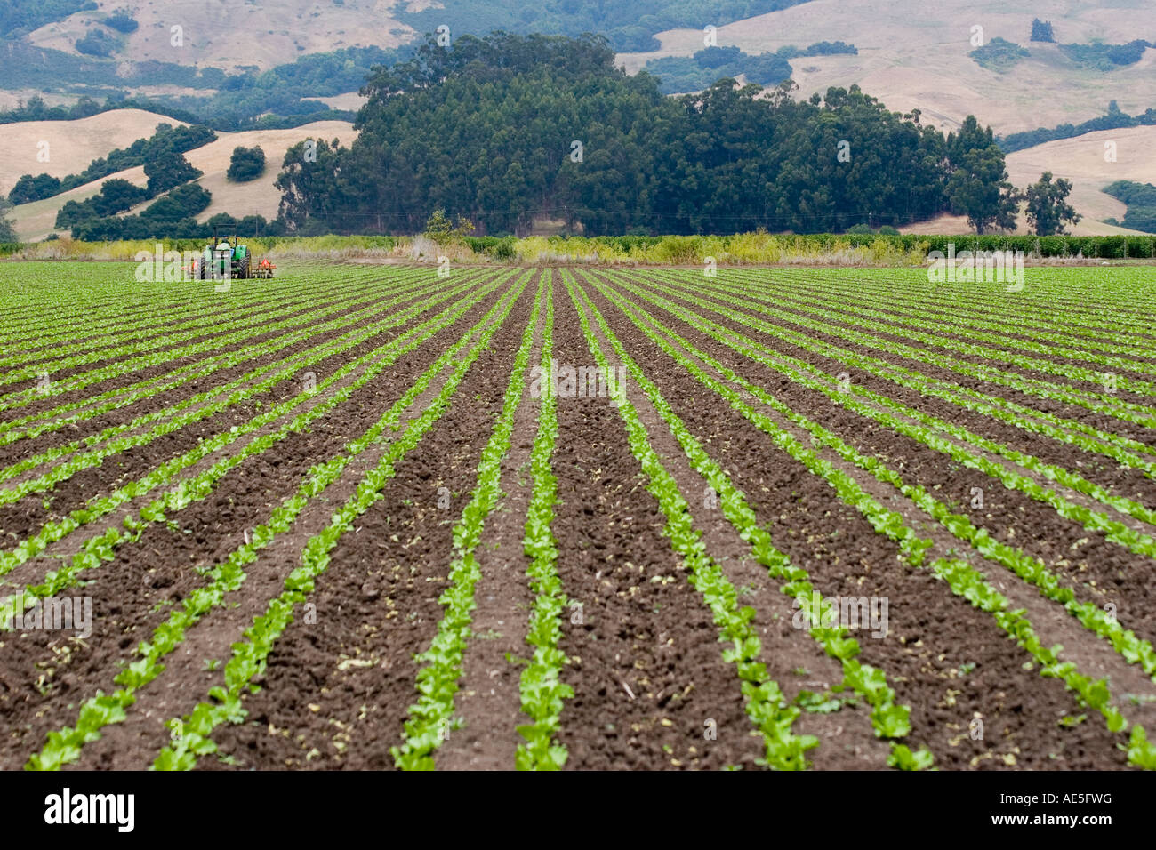 Farm tractor turning over soil as it moves through a field of crops in ...