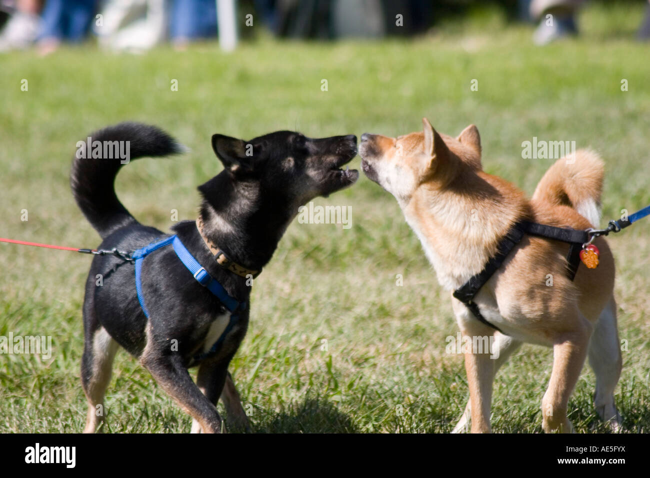 Two New Guinea singing dogs playing and kissing in a grassy field Stock ...