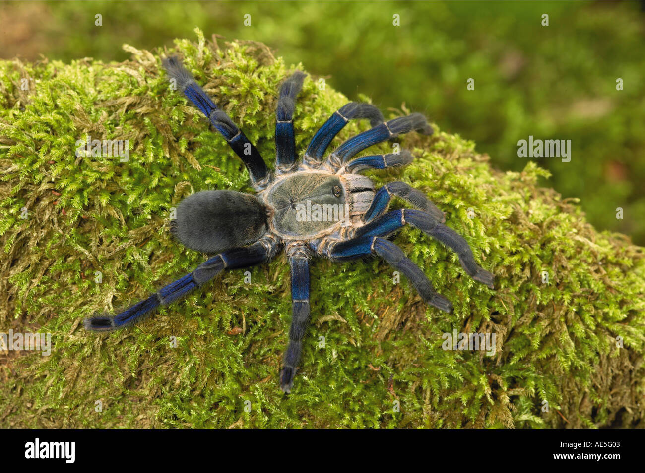 Cobalt blue tarantula ( Cyriopagopus lividus) on moss Stock Photo - Alamy