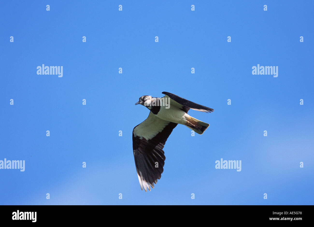 lapwing - flying / Vanellus vanellus Stock Photo - Alamy