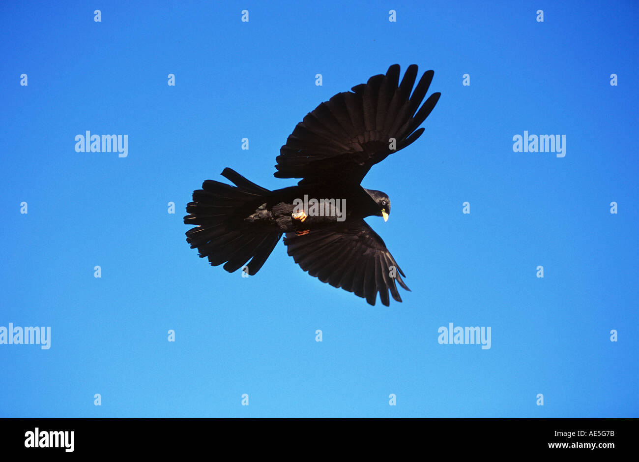 Alpine chough - flying / Pyrrhocorax graculus Stock Photo - Alamy