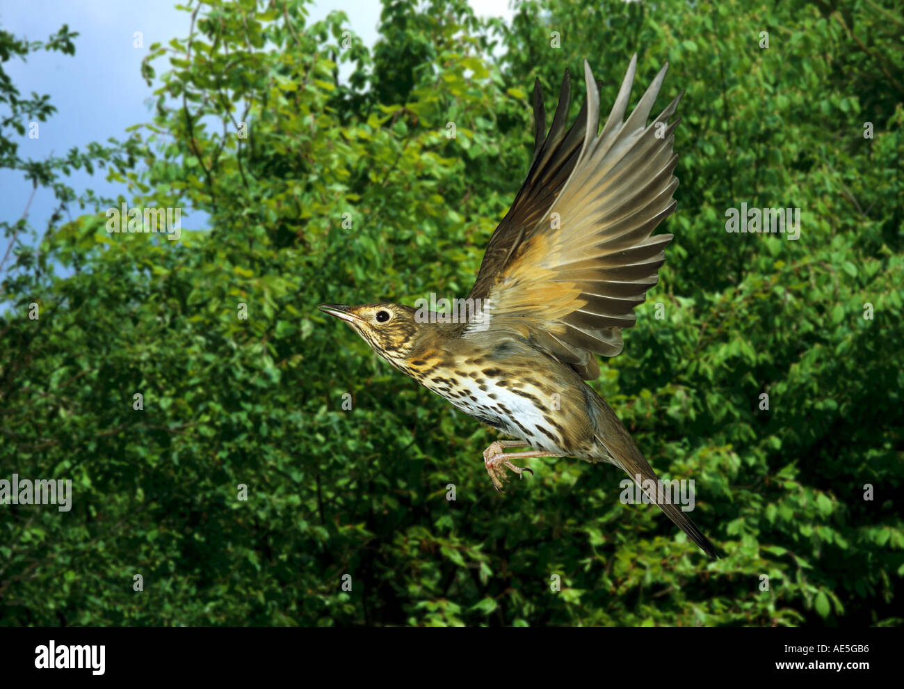 Song Thrush (Turdus philomelos), adult in flight Stock Photo - Alamy
