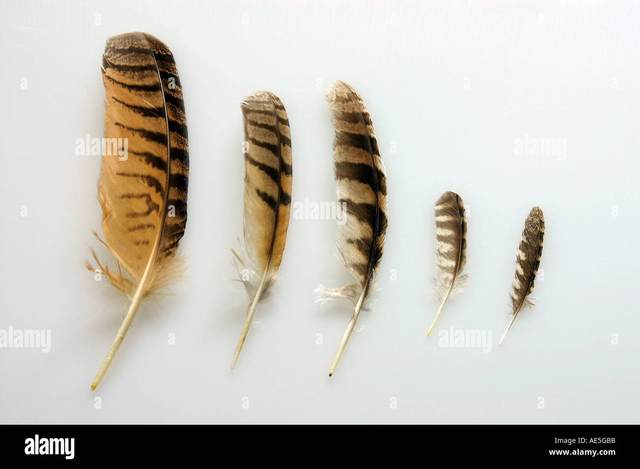 Owl feathers cutout hi-res stock photography and images - Alamy