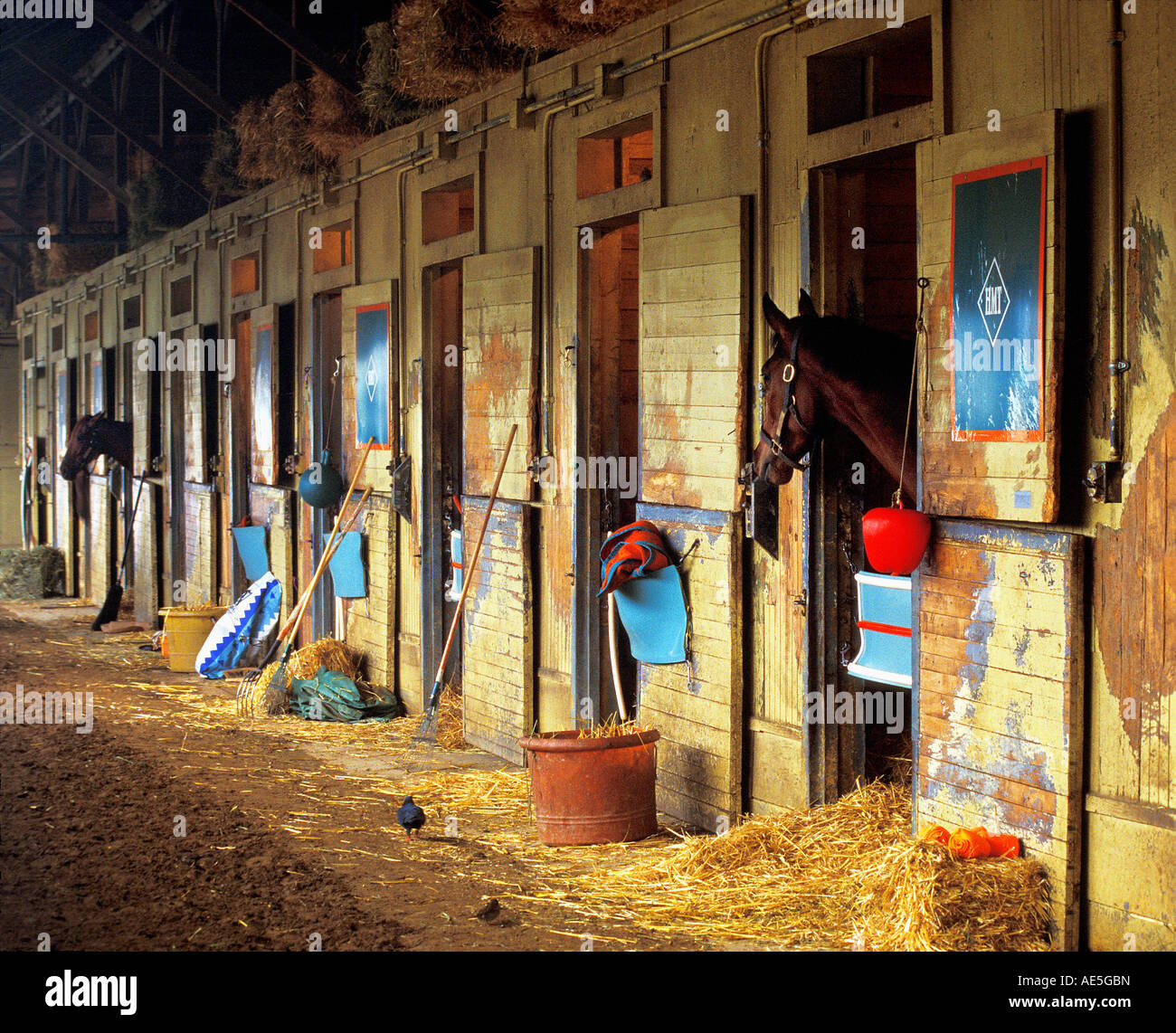 Two thoroughbred racehorses in barn with heads out of stalls - Belmont ...