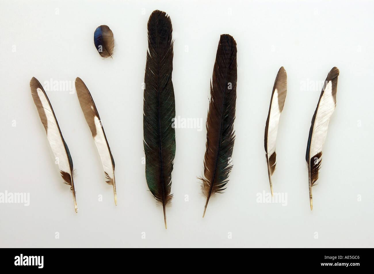 feathers of a magpie / Pica pica Stock Photo - Alamy