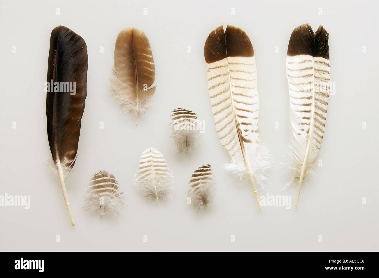 feathers of a common caracara / Polyborus plancus Stock Photo - Alamy