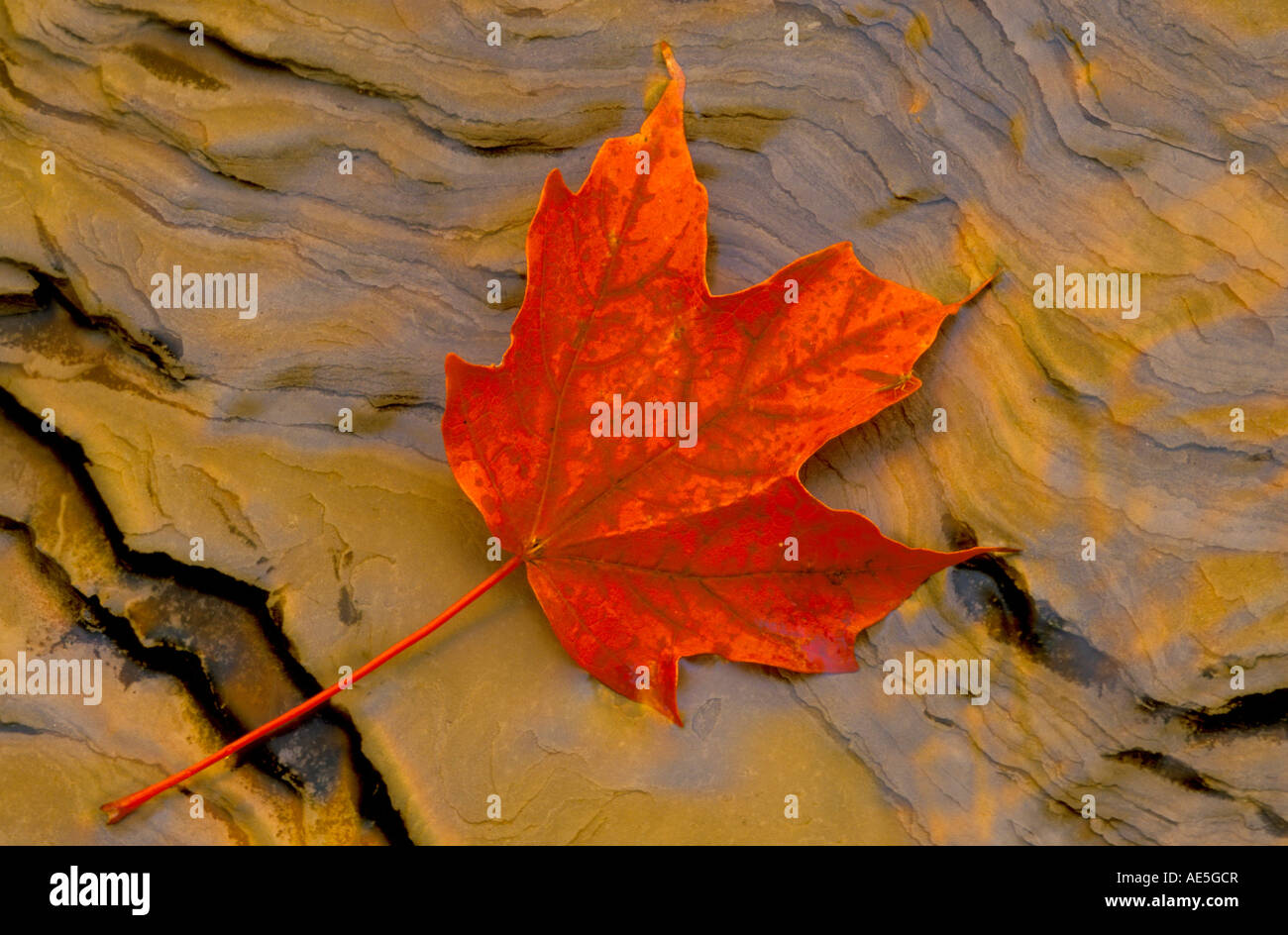 Red Maple Leaf ( Acer rubrum ) Eastern USA Stock Photo - Alamy