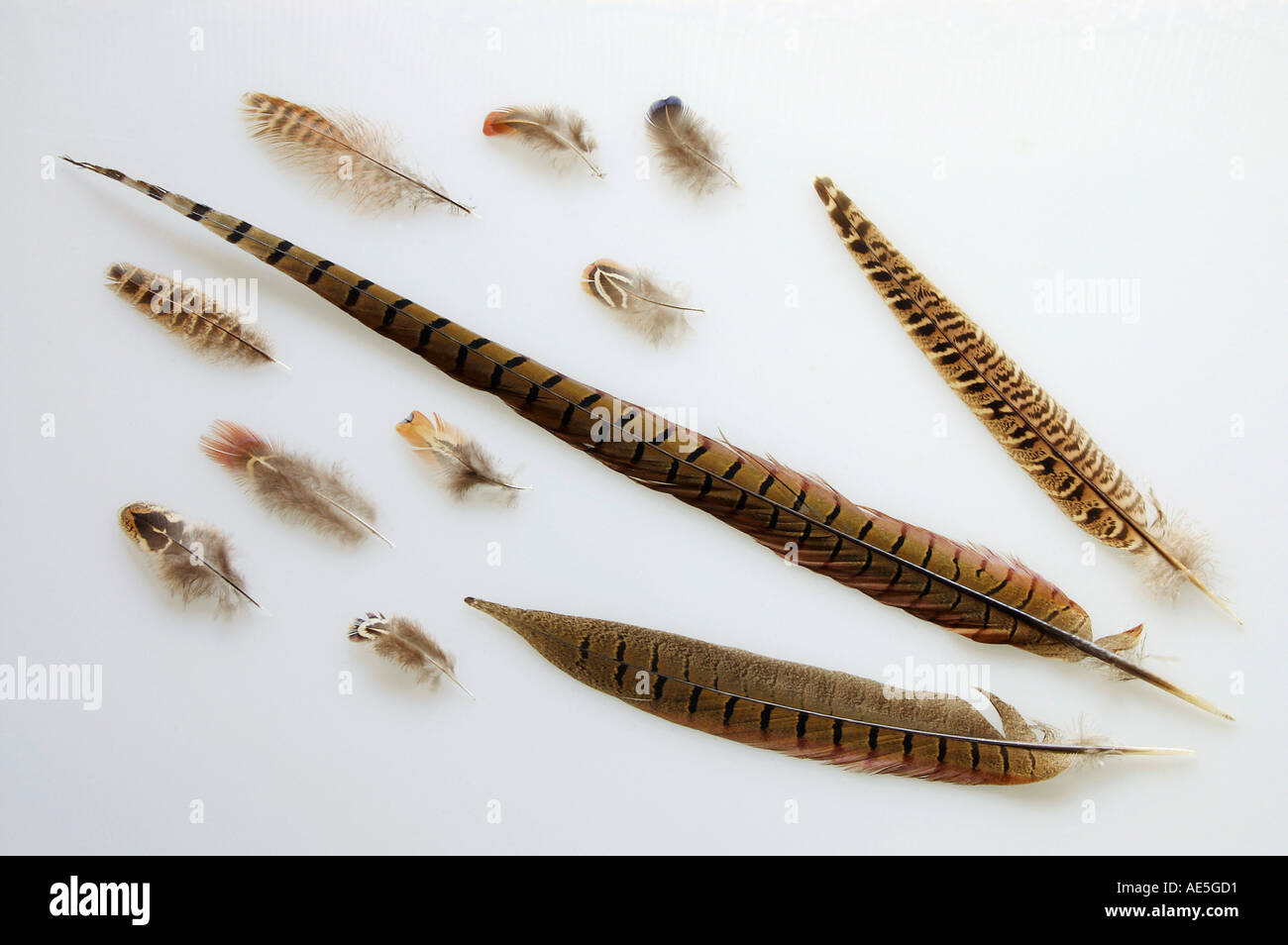 Pheasant feather hi-res stock photography and images - Alamy