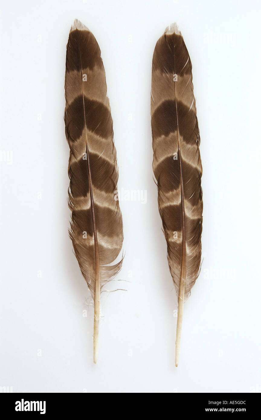 Tail feathers hi-res stock photography and images - Alamy