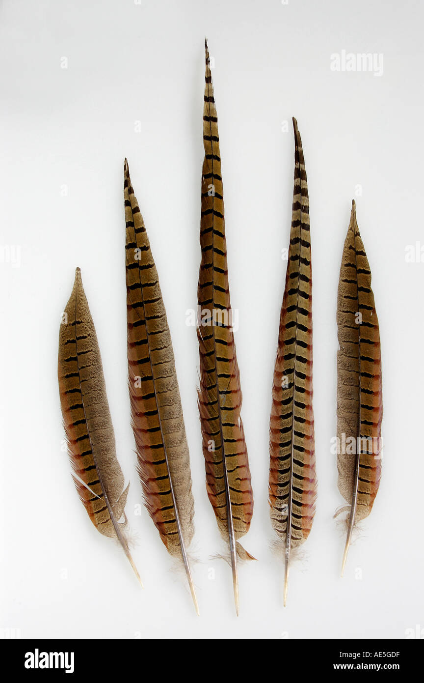 Pheasant feather hi-res stock photography and images - Alamy