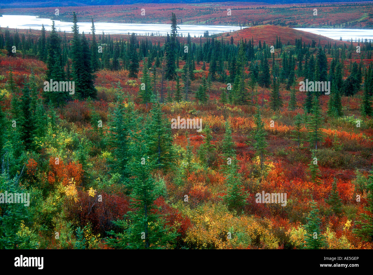 Meadow covered with evergreen trees and colourful ground cover in ...