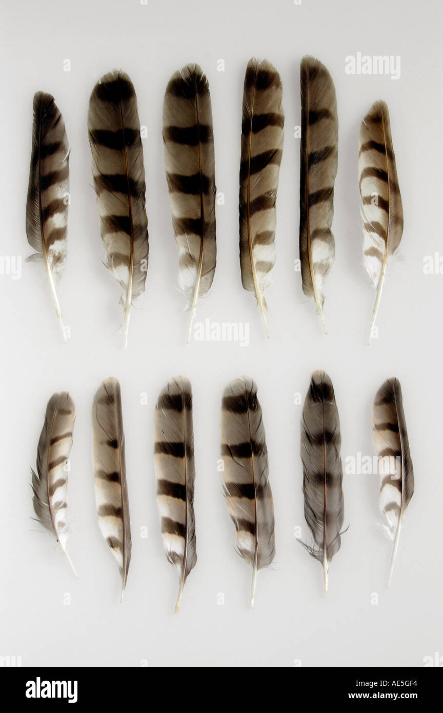 tailfeathers of a norhtern sparrow hawk - top female - bottom male ...