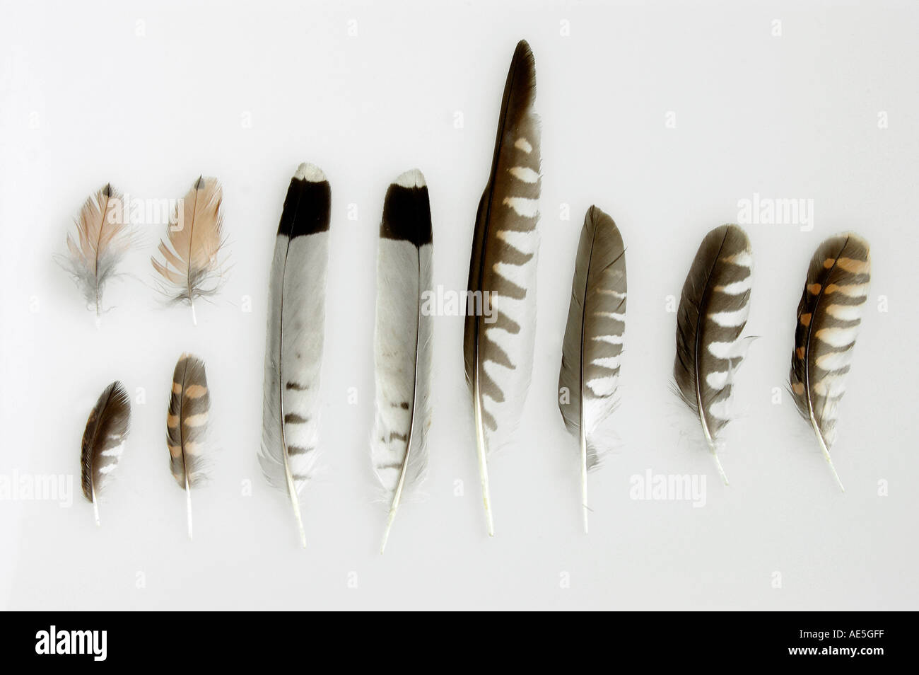 Kestrel Feathers High Resolution Stock Photography and Images - Alamy
