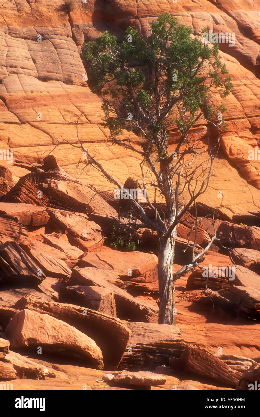 Hardy pine tree growing out of plateau of striated red rock Grand ...