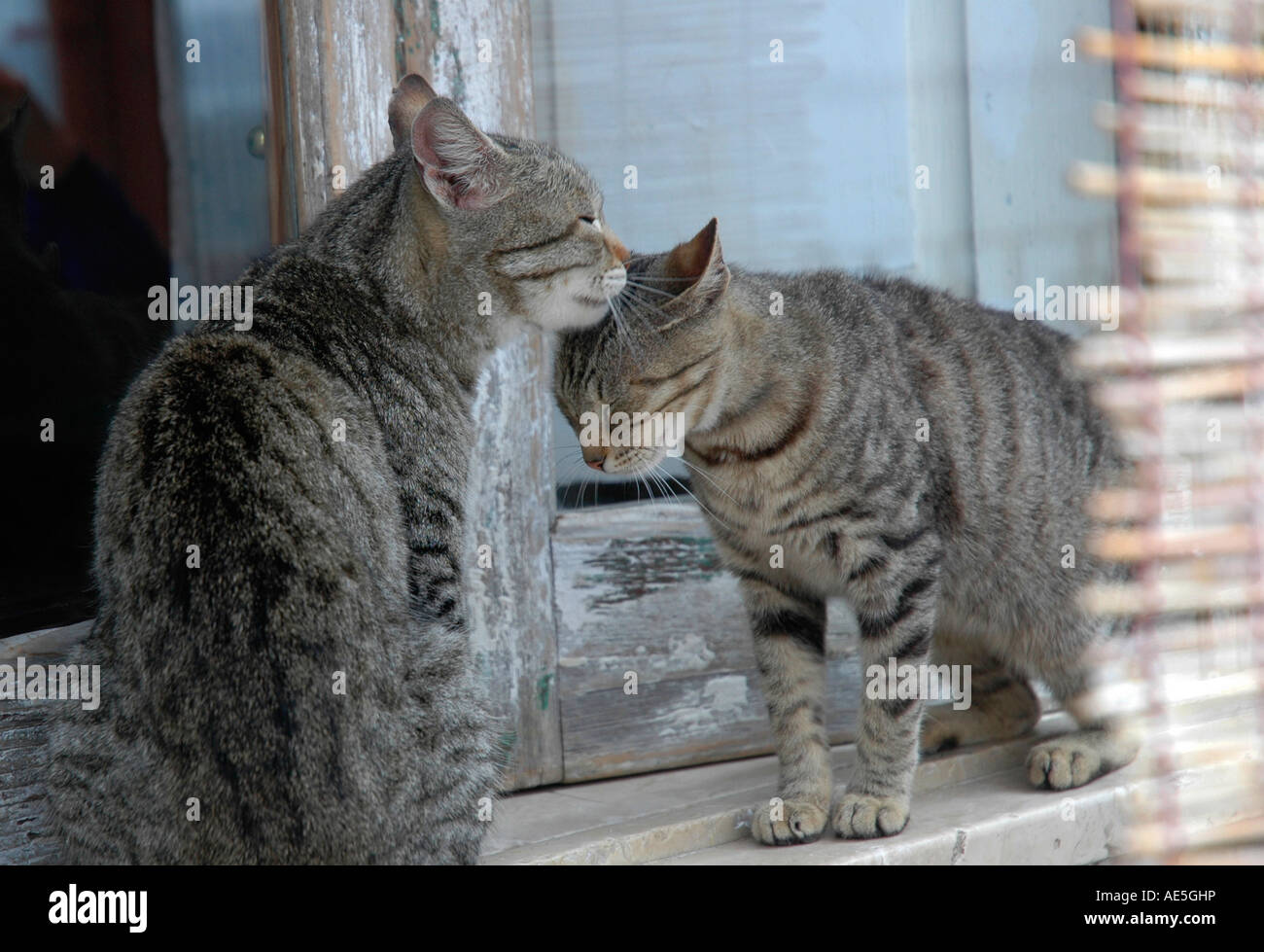 Two cats in Siracusa Sicily Stock Photo - Alamy