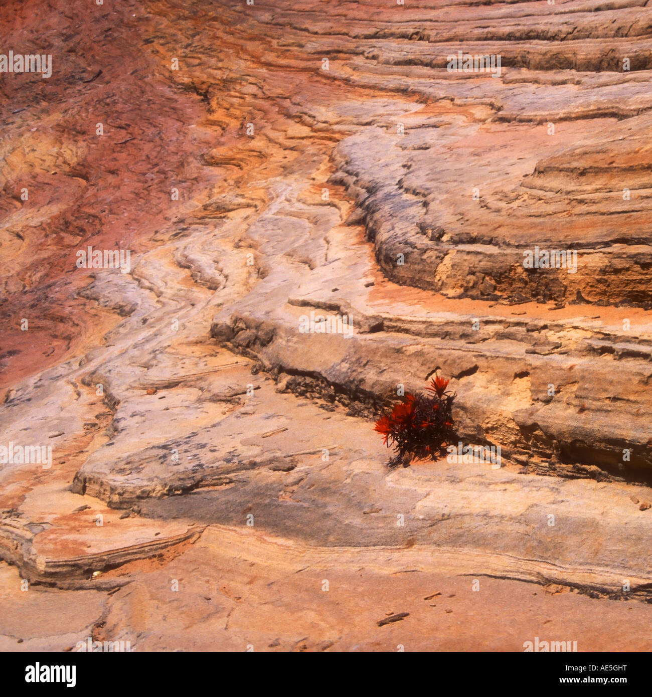 Layers of swirling red rock with bush of red Indian paintbrush flowers ...