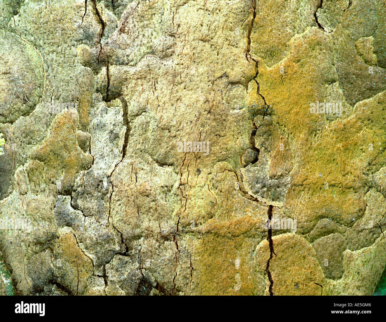 Bark of the Maritime Pine, (Pinus pinaster Stock Photo - Alamy