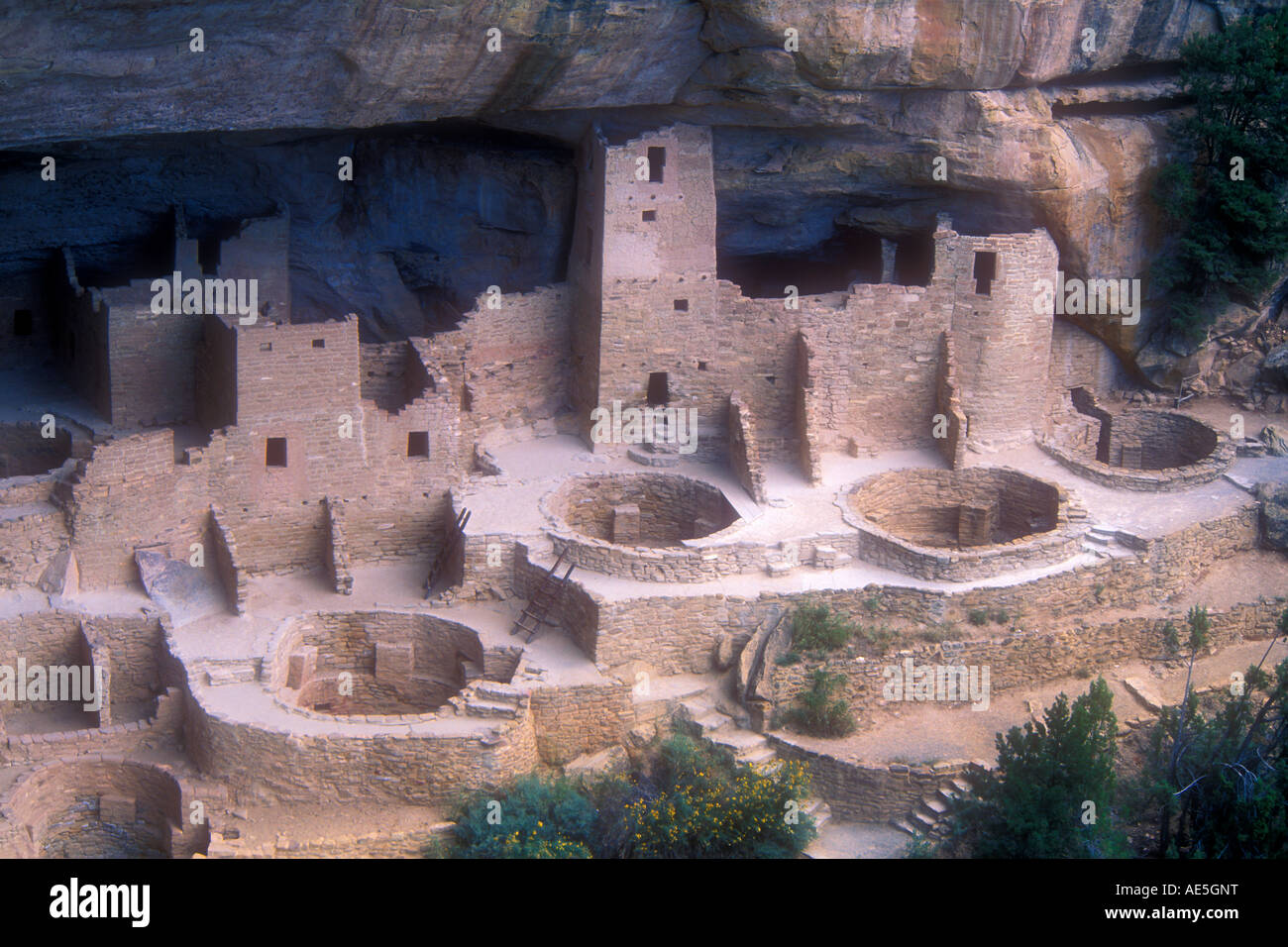 Cliff Palace ancient stone ruins and kivas in village built into cliff ...