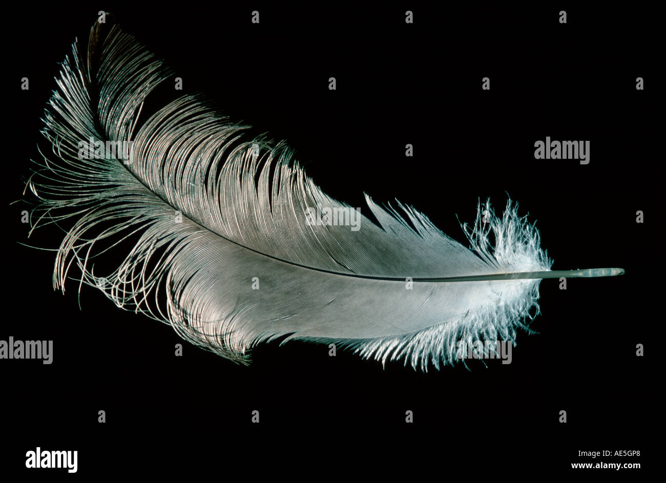 Common Crane, feather (Grus grus Stock Photo - Alamy