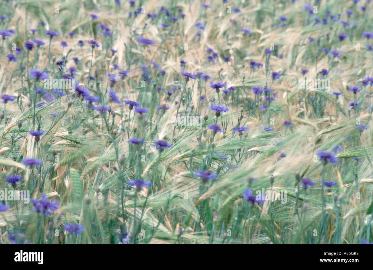 Cornflowers in Barley field, Germany (Centaurea cyanus Stock Photo - Alamy