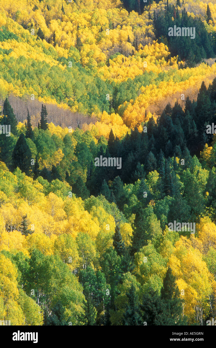 Hillside covered with yellow aspen trees and green evergreens in a ...