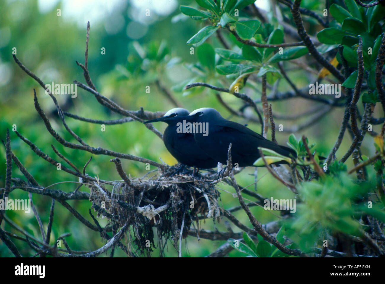Pair of Noddy Terns sitting on their nest in the branches of a Pisonia ...