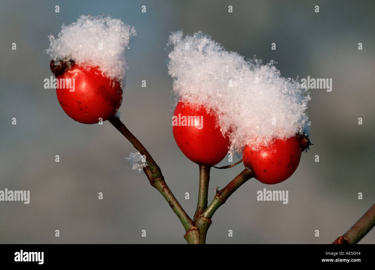 Rosa canina rose hips hi-res stock photography and images - Alamy